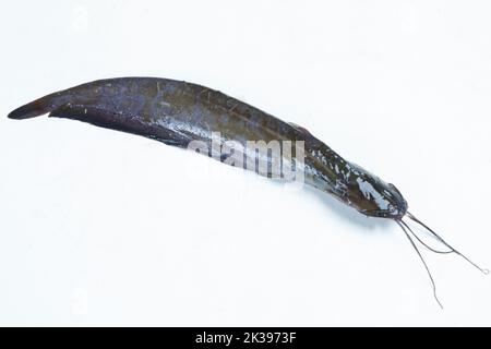live Catfish (or catfishes) are a diverse group of ray-finned fish ...