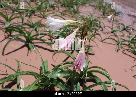 Flooded field of lilies near Maltahohe, Namibia Stock Photo - Alamy