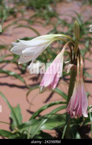 Flooded field of lilies near Maltahohe, Namibia Stock Photo - Alamy