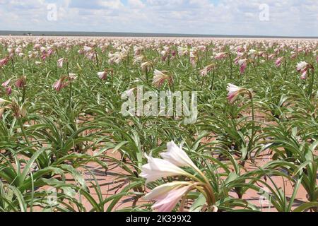 Flooded field of lilies near Maltahohe, Namibia Stock Photo - Alamy