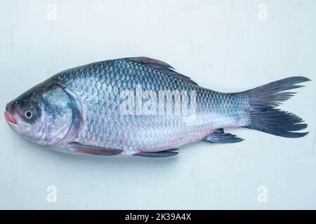 Catla Katla fish Bangladesh fresh water fish on banana leaf isolated on ...