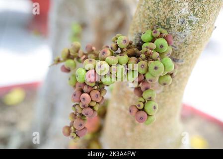 Ficus racemosa, the cluster fig, red river fig or gular, is a species ...