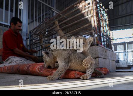 Gaza. 25th Sep, 2022. Keeper Mahmoud Al-Muzain poses with three lion ...