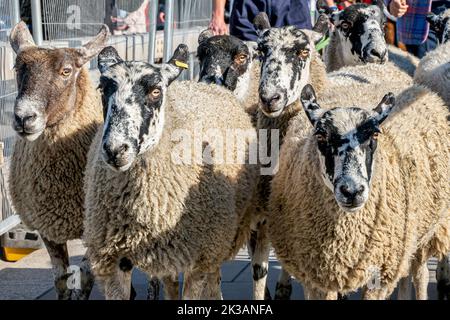 Sheep being walked over London Bridge. The 10th anniversary of The ...