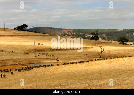 Australian sheep on farmland, great southern district, Southwest ...