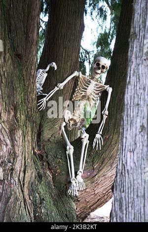 skeleton, cadaver, skeletons Stock Photo - Alamy