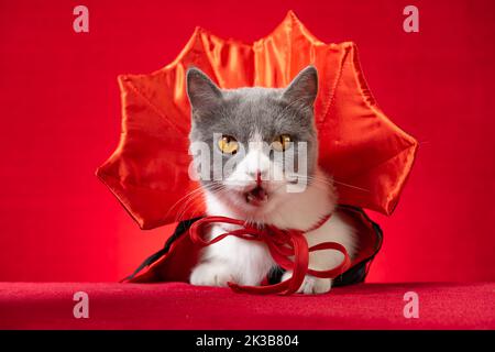 cute british shorthair cat with witch cloak as Halloween character with ...
