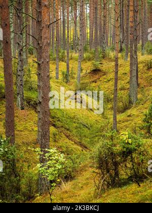 A deep ravine in an autumn forest with trees without leaves on the ...