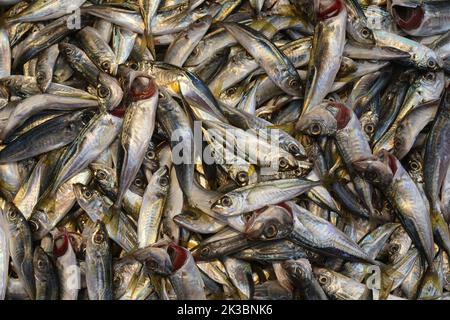 sardine fish at the fisherman's stall, istanbul, turkey Stock Photo - Alamy