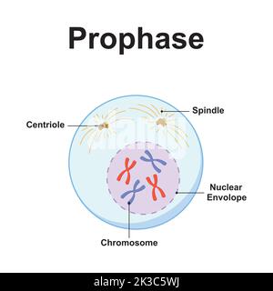 Scientific Designing of Prophase. The First Stage of Mitosis. Colorful ...