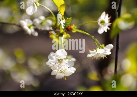 Defocus fresh spring branches of cherry tree with flowers, natural ...