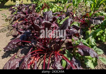 Beta vulgaris plants growing in the vegetable garden Stock Photo - Alamy