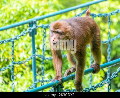 Monkeys crossing a bridge in Mount Emei, Sichuan Province, China Stock ...