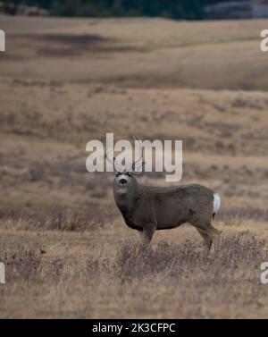Montana mule deer buck with a swollen neck during the rut Stock Photo ...