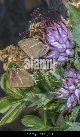 Mating pair of Blue-spot Hairstreak Butterflies, Satyrium spini, on ...