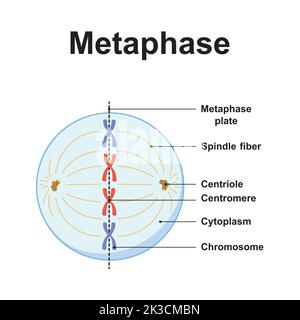 Scientific Designing of Metaphase. The Second Stage of Mitosis ...