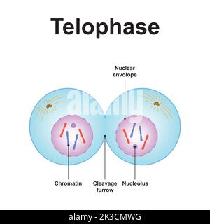 Telophase Of Mitosis