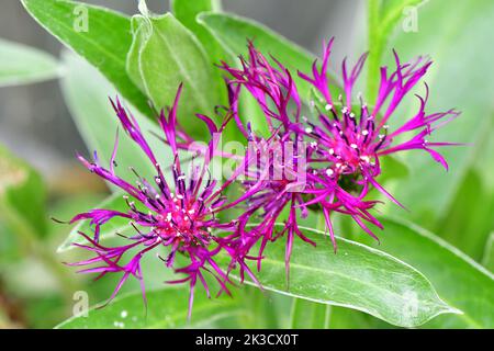 A closeup of Mountain bluet plants growing in a green shrub Stock Photo ...