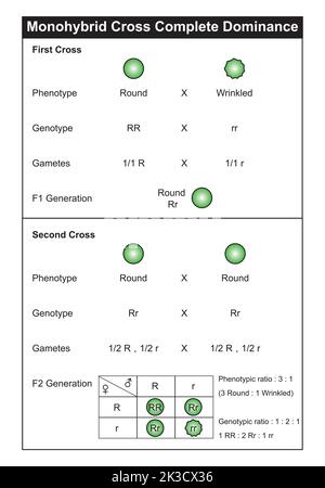 Mendelian inheritance. Punnett square. Genetic cross with known genotypes. Basic principles of ...
