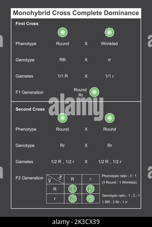 Monohybrid Cross complete dominance. Colorful Symbols. Vector ...