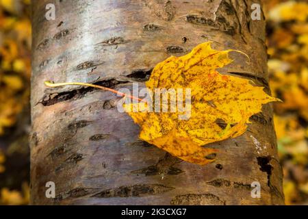 A closeup of an autumn leaf fallen on the green branches of a garden ...