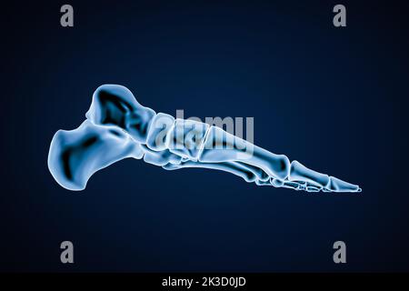 Anatomy of the left foot, illustration Stock Photo - Alamy