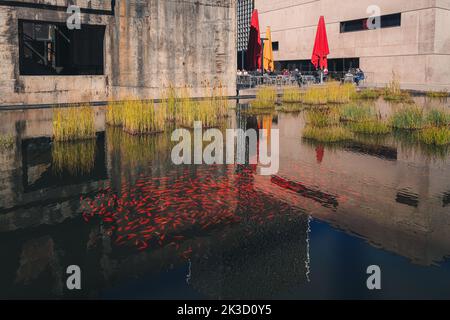 Esch Belval, Luxembourg-September 2022: A big group of redfish in a ...