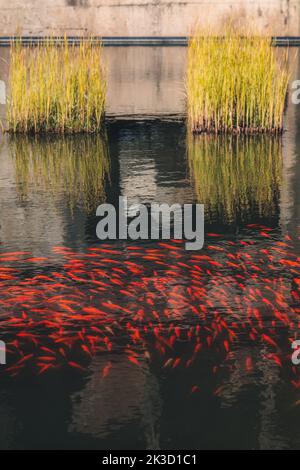 Esch Belval, Luxembourg-September 2022: street life in the modern ...