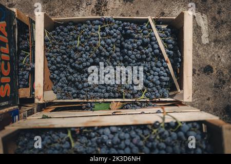 Italy, Abruzzo - September 2022: local family making of red wine from ...