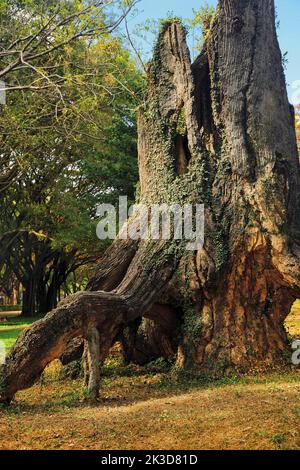 A vertical shot of a tall mossy broken tree with a thick trunk in a ...