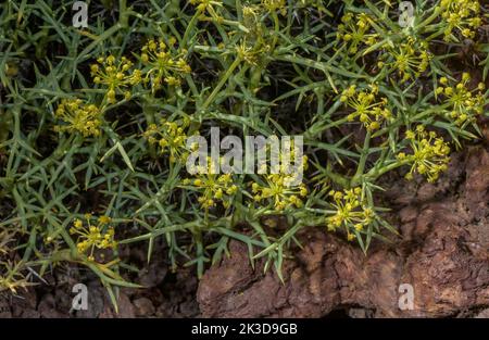 Hierba Negra, Azorella prolifera, in flower, Chile Stock Photo - Alamy