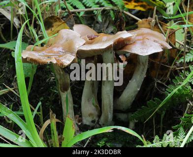 Poison Pie Mushroom Hebeloma crustuliniforme growing through the ...