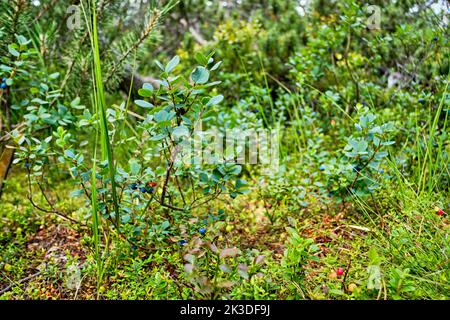 Vegetation of blueberry bushes with fruits, nature reserve of the ...