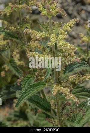 Male flowers of stinging nettle (urtica dioica) exploding, scattering ...