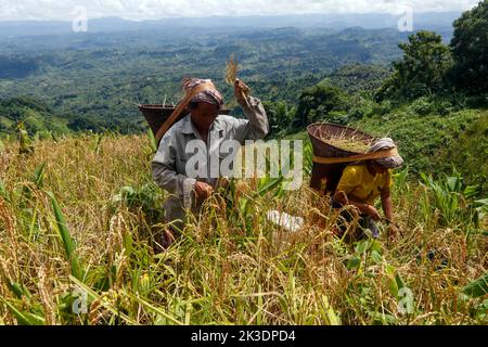 Bangladeshi indigenous farmers are busy harvesting jhum rice from the ...