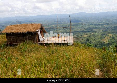 Bangladeshi indigenous farmers are busy harvesting jhum rice from the ...