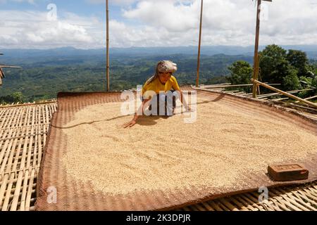 Bangladeshi indigenous farmers are busy harvesting jhum rice from the ...