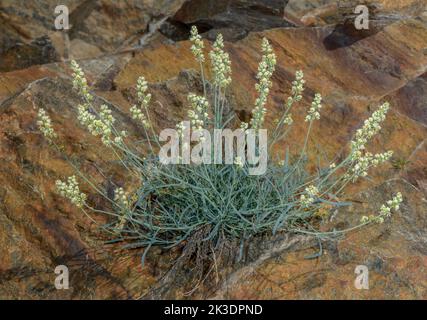 Pyrenean Mignonette, Reseda glauca in flower on acid scree, Pyrenees ...