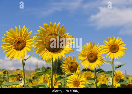 Field of sunflowers (Helianthus annuus) of varying degrees of maturity ...