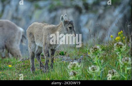Young Ibex, Part of family group of Alpine ibex, Capra ibex, grazing on ...