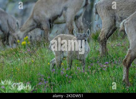 Young Ibex, Part of family group of Alpine ibex, Capra ibex, grazing on ...