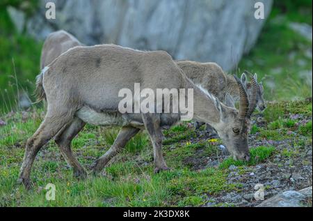 Part of family group of Alpine ibex, Capra ibex, grazing on Nufenen ...