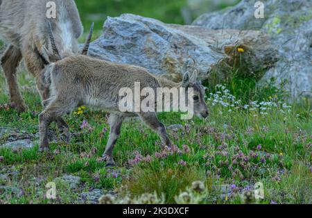 Young Ibex, Part of family group of Alpine ibex, Capra ibex, grazing on ...