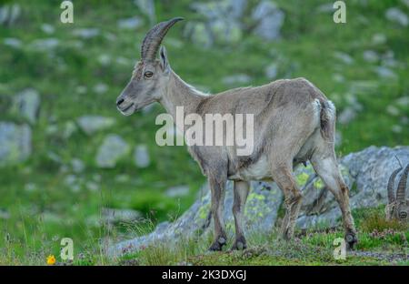 Part of family group of Alpine ibex, Capra ibex, grazing on Nufenen ...