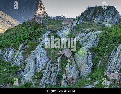 Part of family group of Alpine ibex, Capra ibex, grazing on Nufenen ...