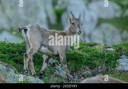 Part of family group of Alpine ibex, Capra ibex, grazing on Nufenen ...