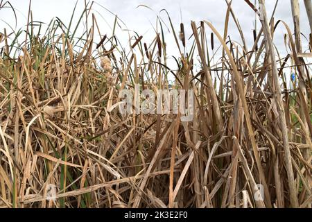 Hedge End New Build Estate - Balancing Pond Stock Photo - Alamy