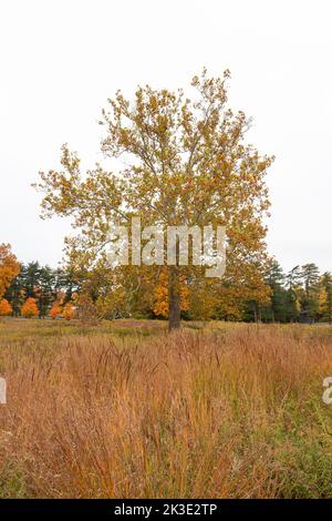 Black Oak tree changing its leaves color during the Fall season at the ...