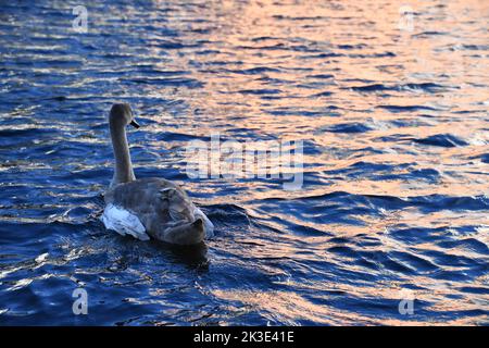 Swan on the River Barrow, Athy, County Kildare, Ireland Stock Photo - Alamy
