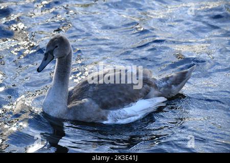 Swan on the River Barrow, Athy, County Kildare, Ireland Stock Photo - Alamy